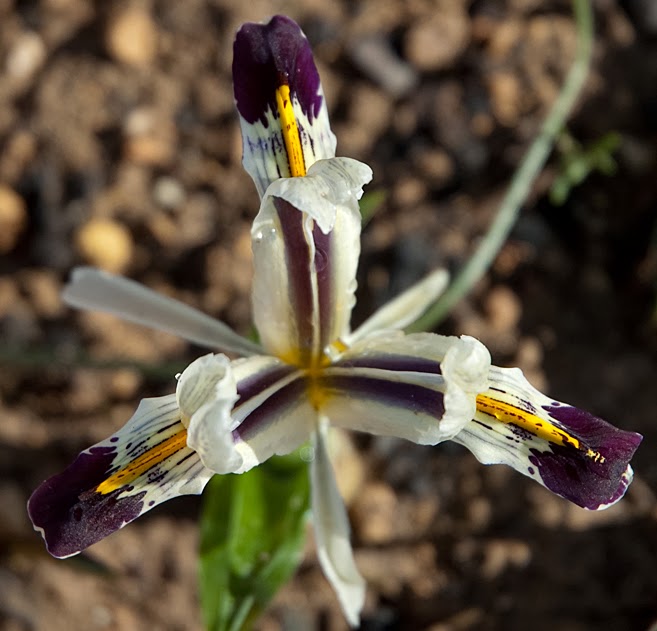 En Irismark i Spanien: februar 2014