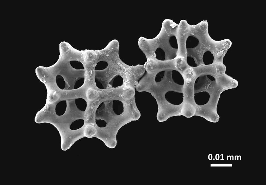 The Natural History of Bodega Head: Crossed cups around the Pacific Rim
