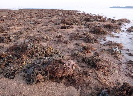 wild shores of singapore: Beting Bronok's slow death continues