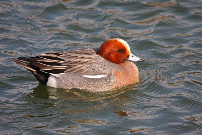 BIRDING - Kyoto, Kansai and Japan: dabbling ducks