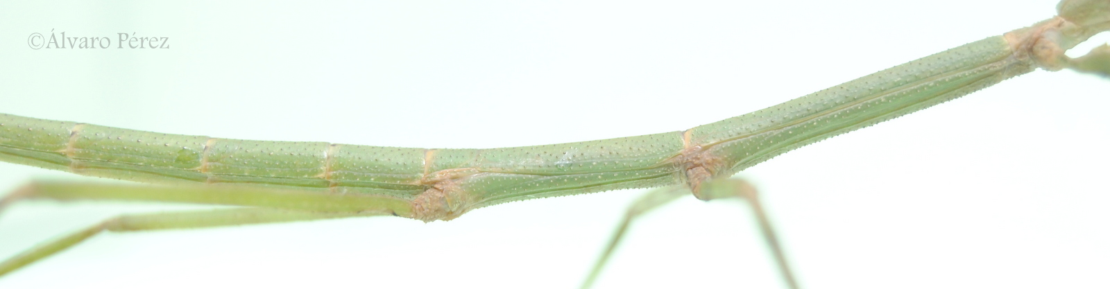 CLONOPSIS: Ramulus artemis