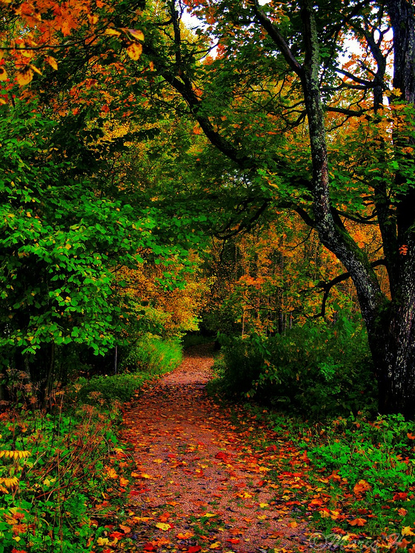 Ruska u Laponiji ~ F I N S K A