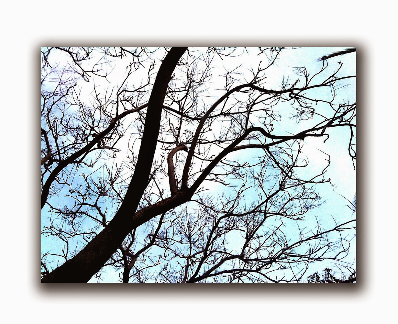Photography tree poster print - Home decor
