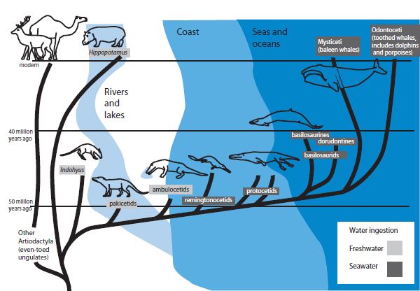 Victoria's Science Blog : Evolution of Whales