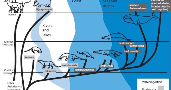 Victoria's Science Blog : Evolution of Whales