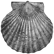 Biology con LaurAsia: Tema 3: Historia de la Tierra