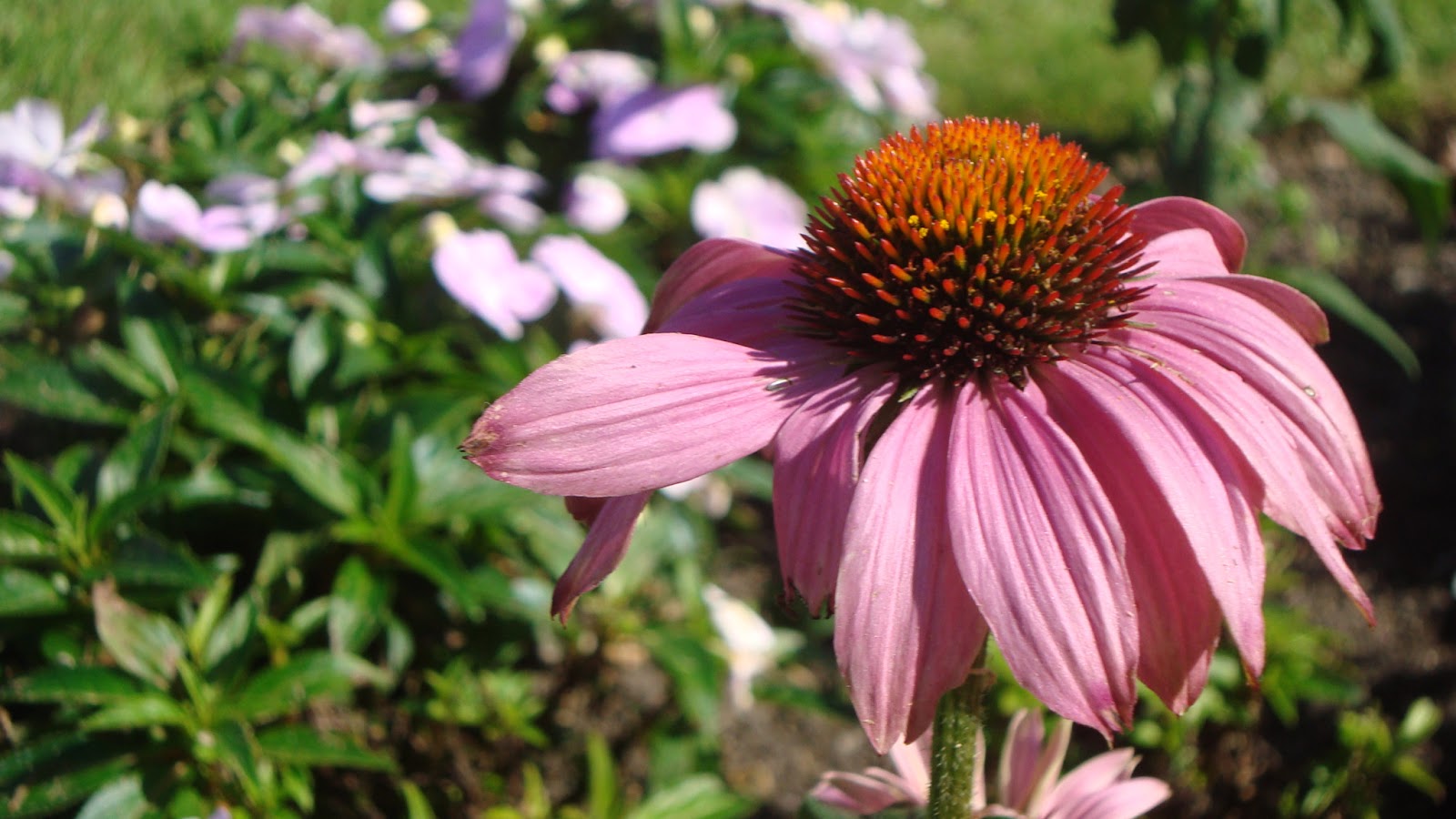 EQUINACEA ( RUDBECHIA MORADA ) - El Jardín de Elbe