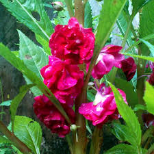 Jual Canang dan Bunga untuk perhotelan,Villa, Dan perusahaan lainya: 2016