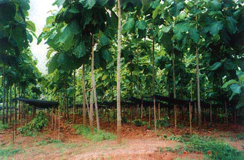 keindahan alam: Perawatan Pohon Jati