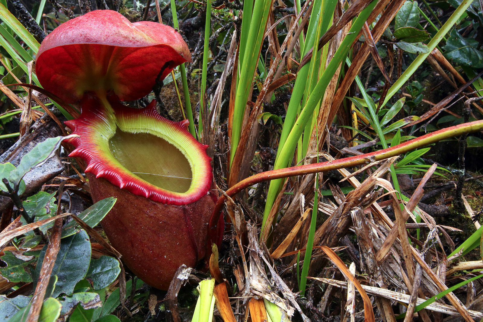 Nepenthes rajah