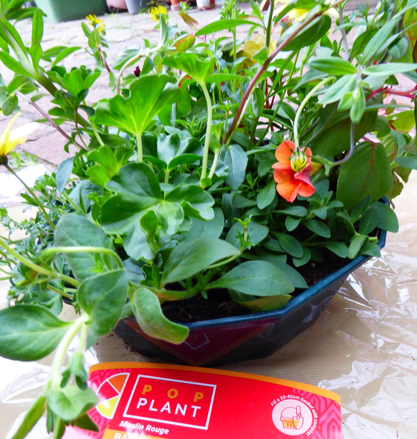 greenjottings: My easiest container planting ever