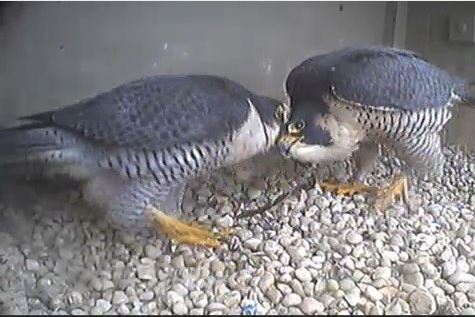 Columbus Peregrine Falcon Update: New Male Identified!