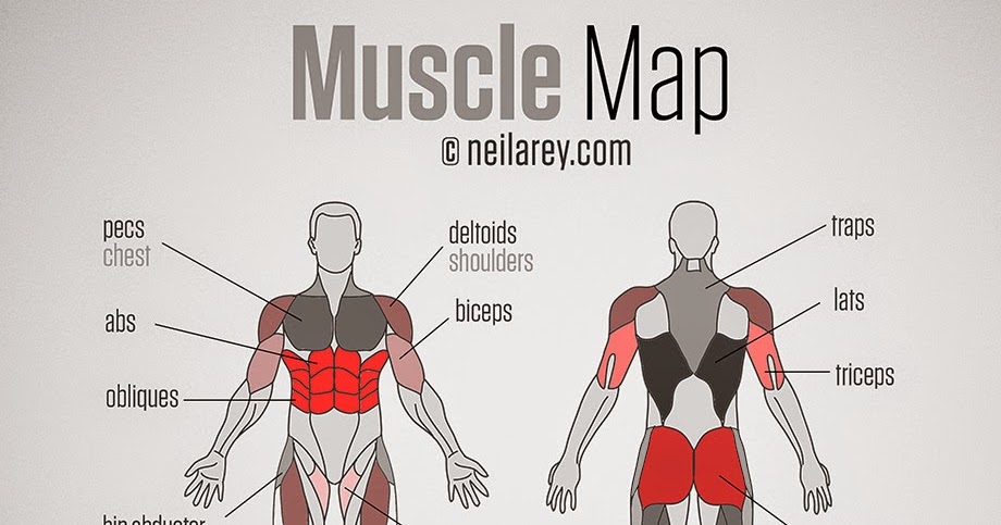 Ethan A. Chase M.S. Physical Education: Muscle Map