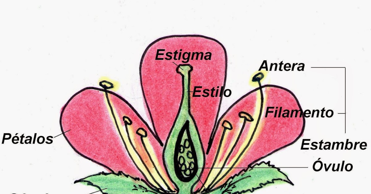 Biología Vegetal II