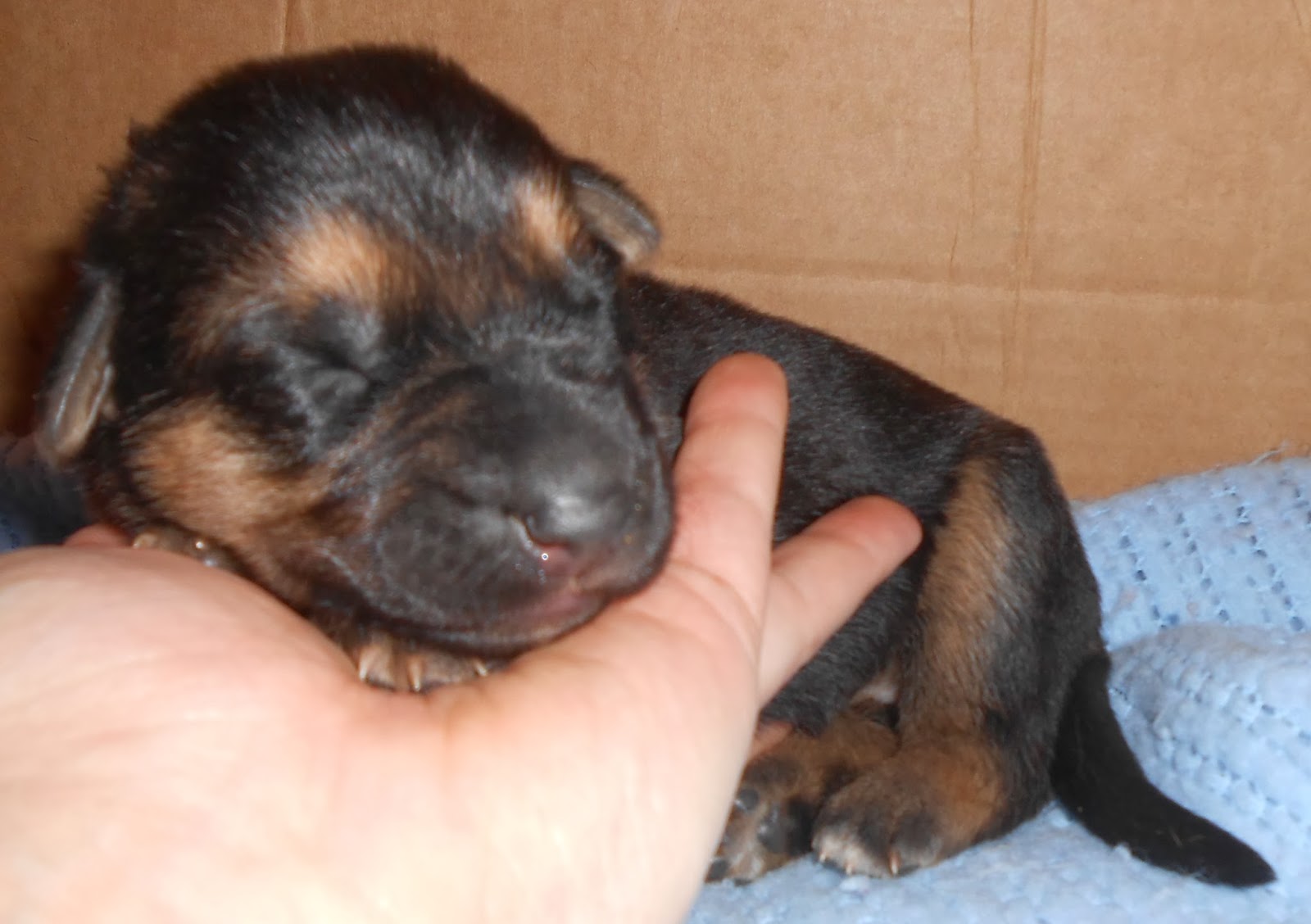 Smiling German Shepherds: One Week Old