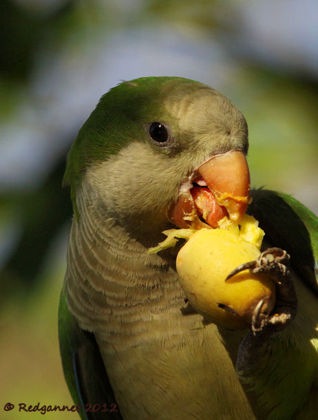 Redgannet: Parque Tres de Febrero, Buenos Aires, December 2012