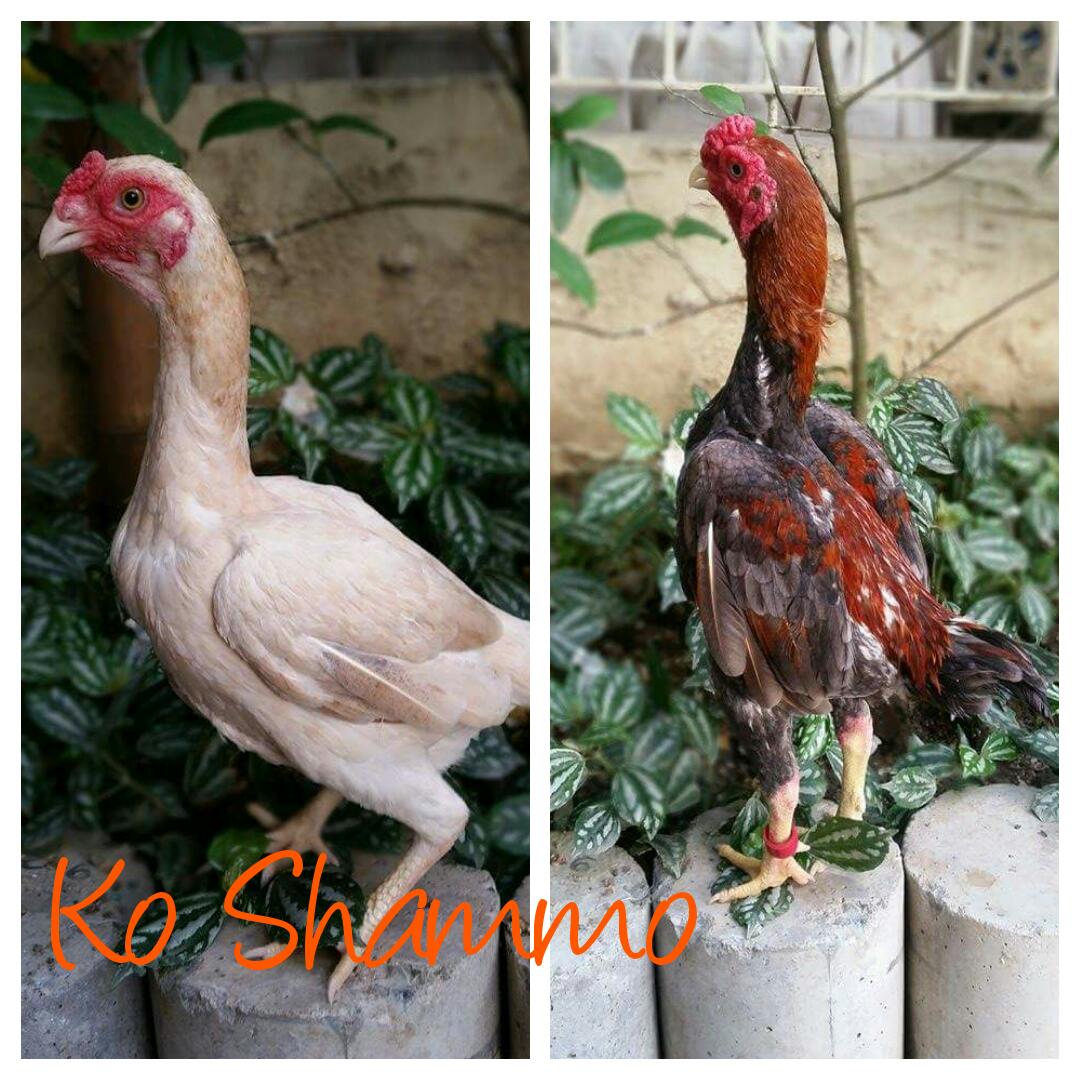 Aneka Ayam Langka & Unik: Ko Shamo