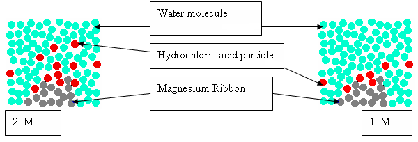 Magnesium Ribbon And Hydrochloric Acid