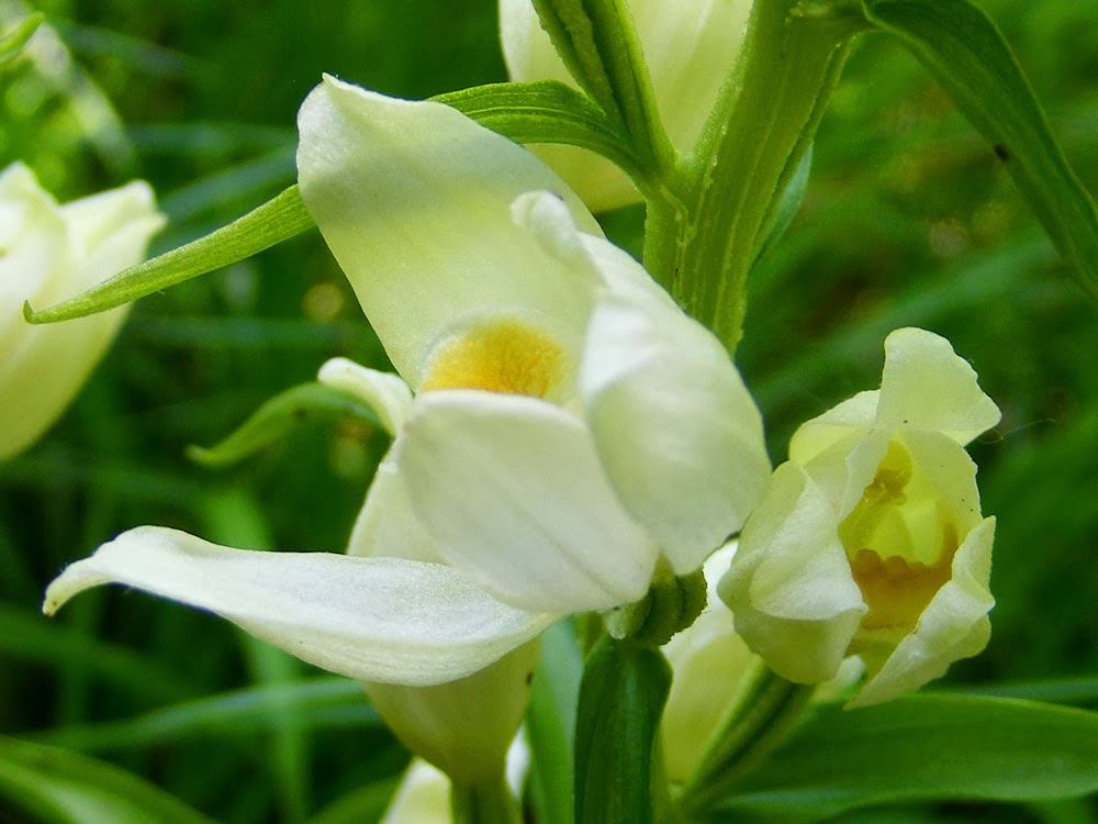 Loire Valley Nature: White Helleborine Cephalanthera damasonium
