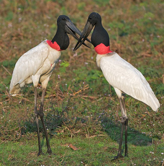 Letras de Cojedes (lectura-didáctica - textos): CANCIONERO DEL GABÁN ...