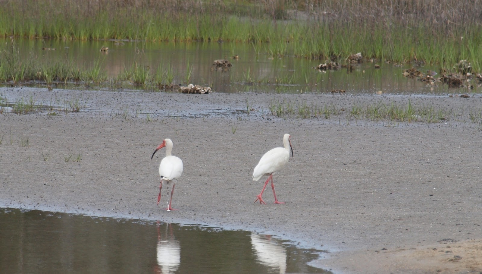 Birding Is Fun!: White Ibis