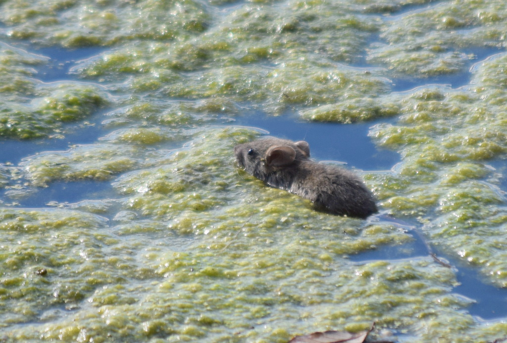 Field Notes and Photos: Life and death in a palm tree!