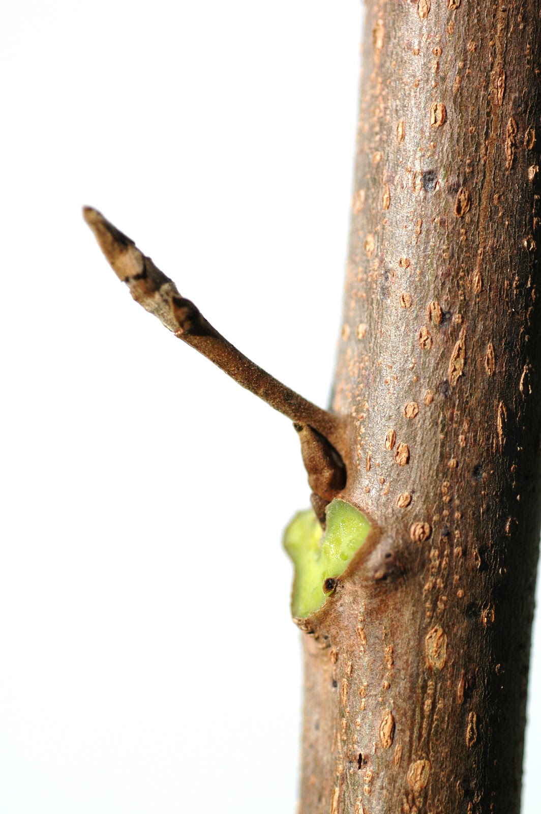 Northern Pecans: Training young pecan trees: The problem of stalked buds