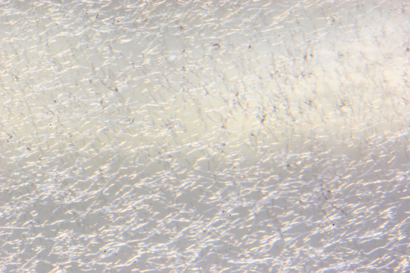 120 things in 20 years: Photography - Improvised macro lens mould study