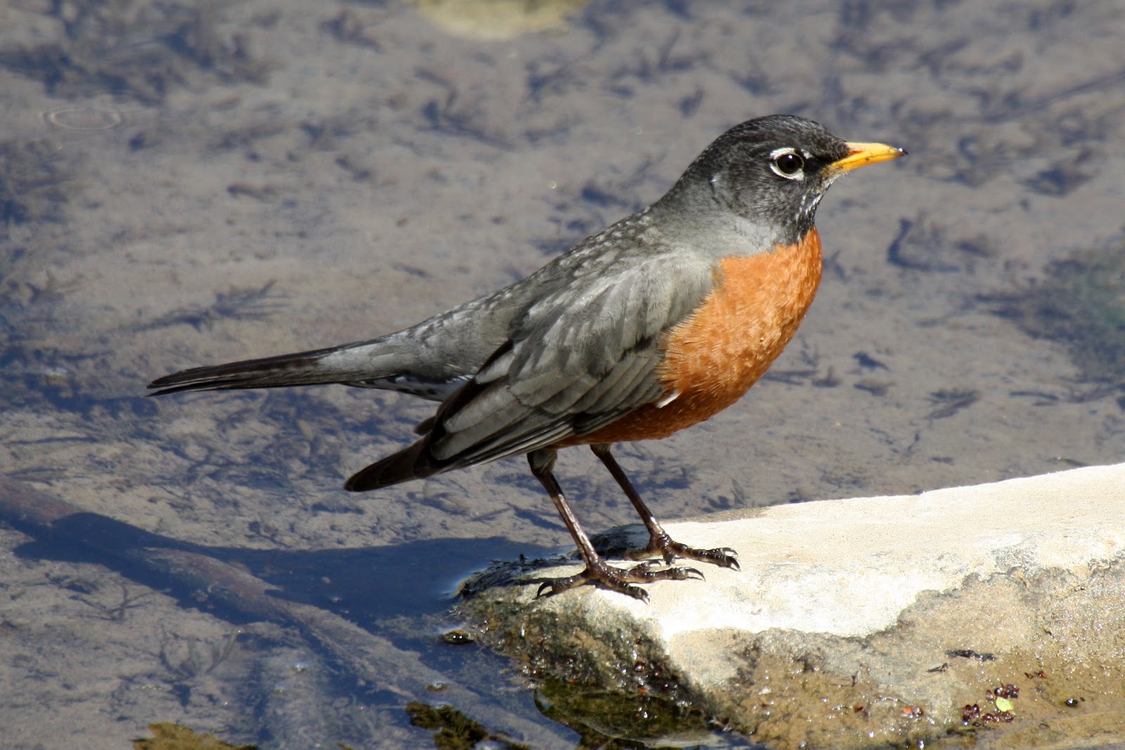 Wild Birding Colorado: A 2012 Larimer County Big Year: Estes ...