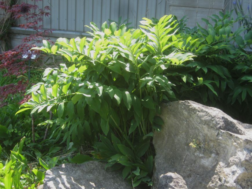 Future Plants by Randy Stewart: Solomon's Seal