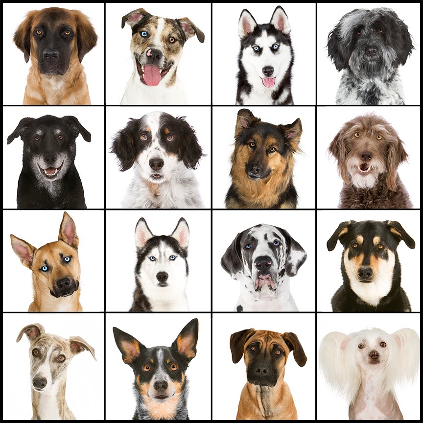 dogsonwhite - susan goddard - commercial dog photographer denver, pet ...