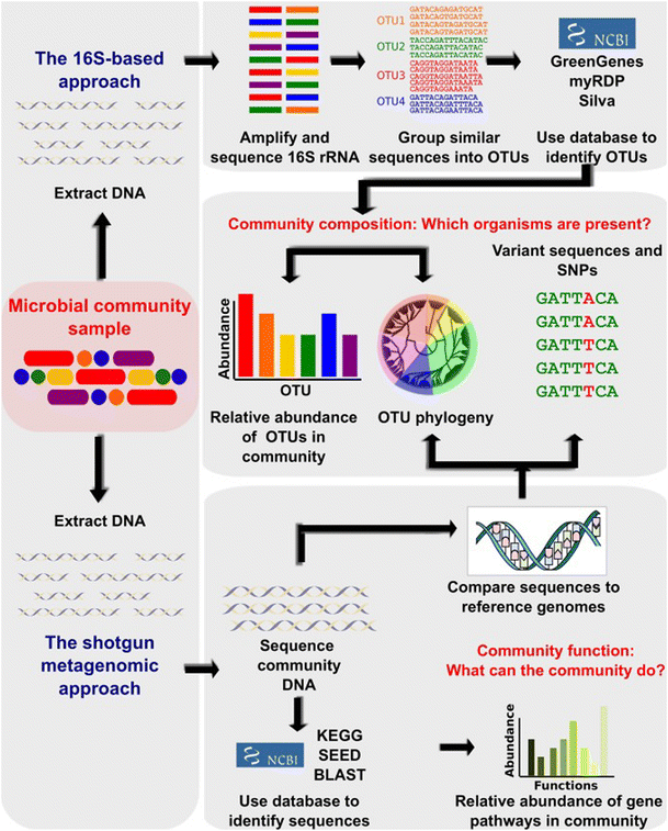 The H.A.T.S. of Our Microbiome: Measuring Your GI Microbiome