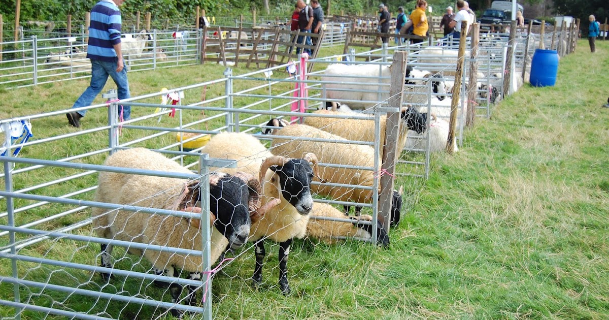 Teesdale Mercury: Bumper crop of summer agricultural shows