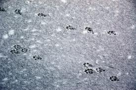 Nature Net: What the Fox Says