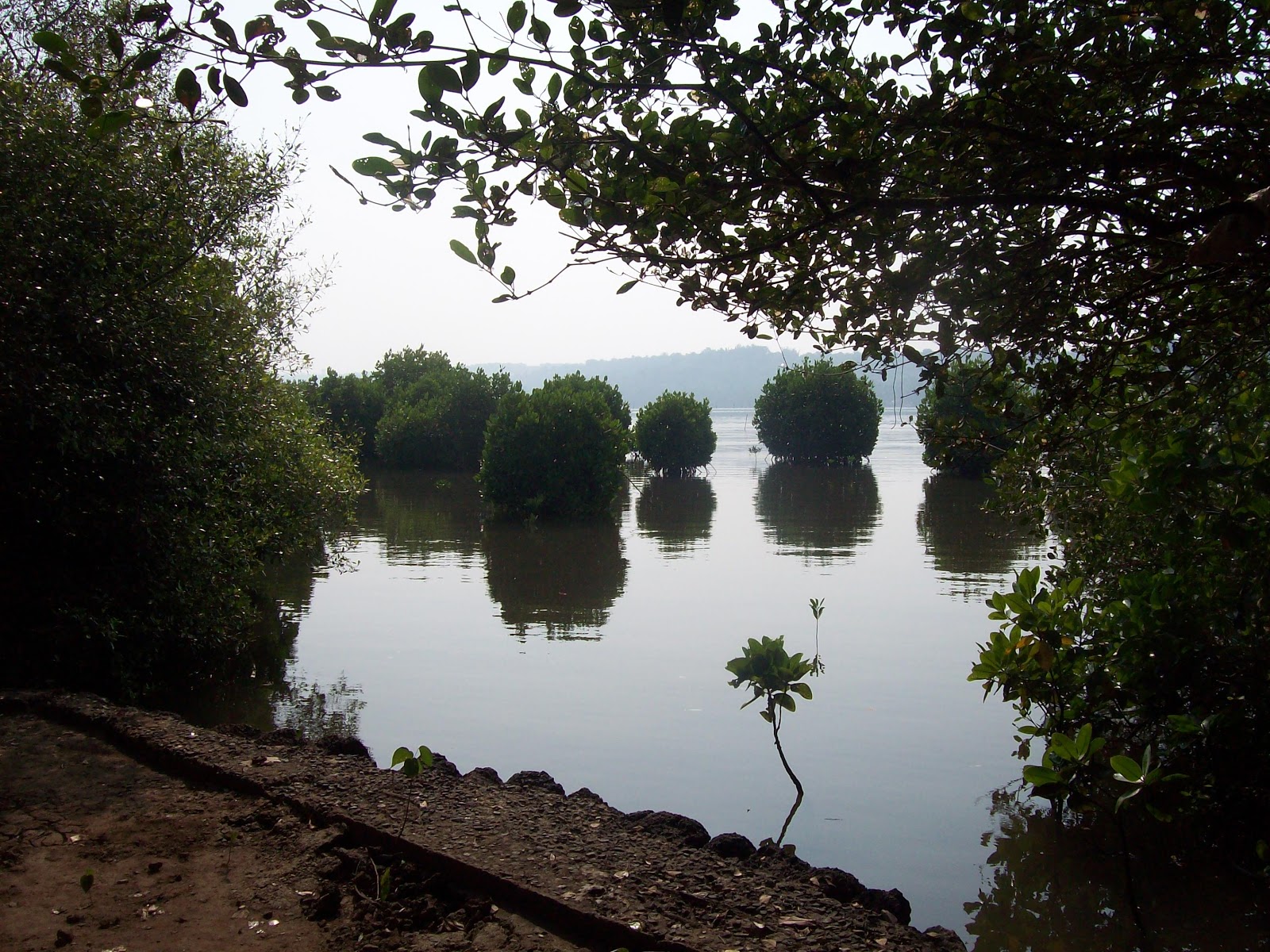 gardentropics: Mangrove Forests