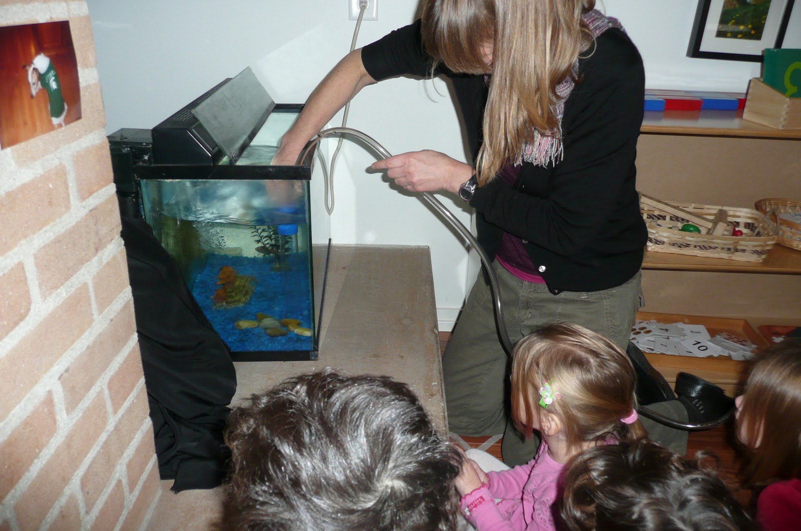 Montessori Teachings: Second Vertebrate- Fish