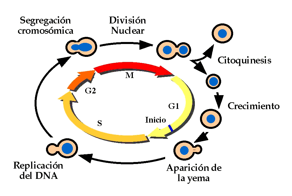 biologia molecular: CONTROL GENETICO DE LA REPLICACION