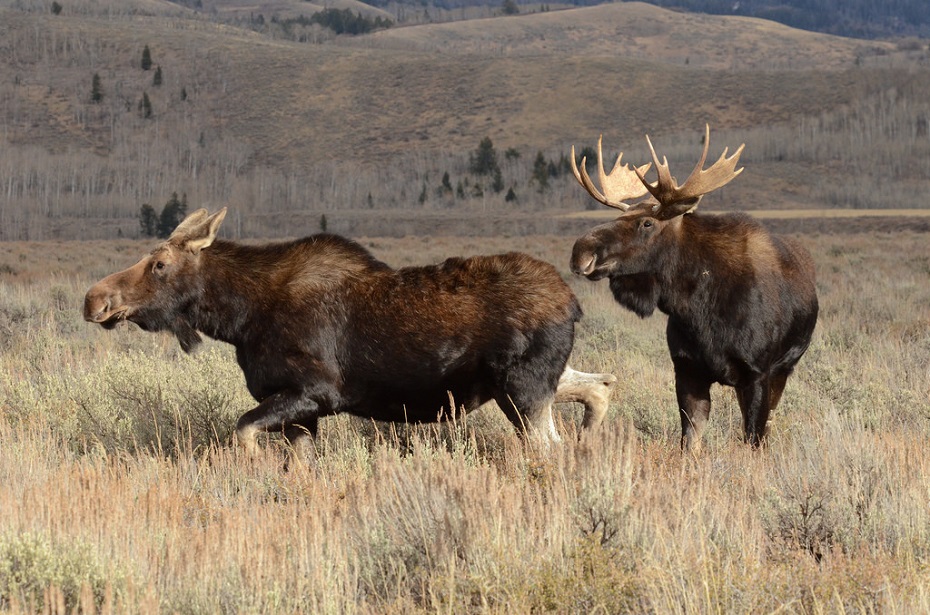 TVL: Animal da semana - Alce