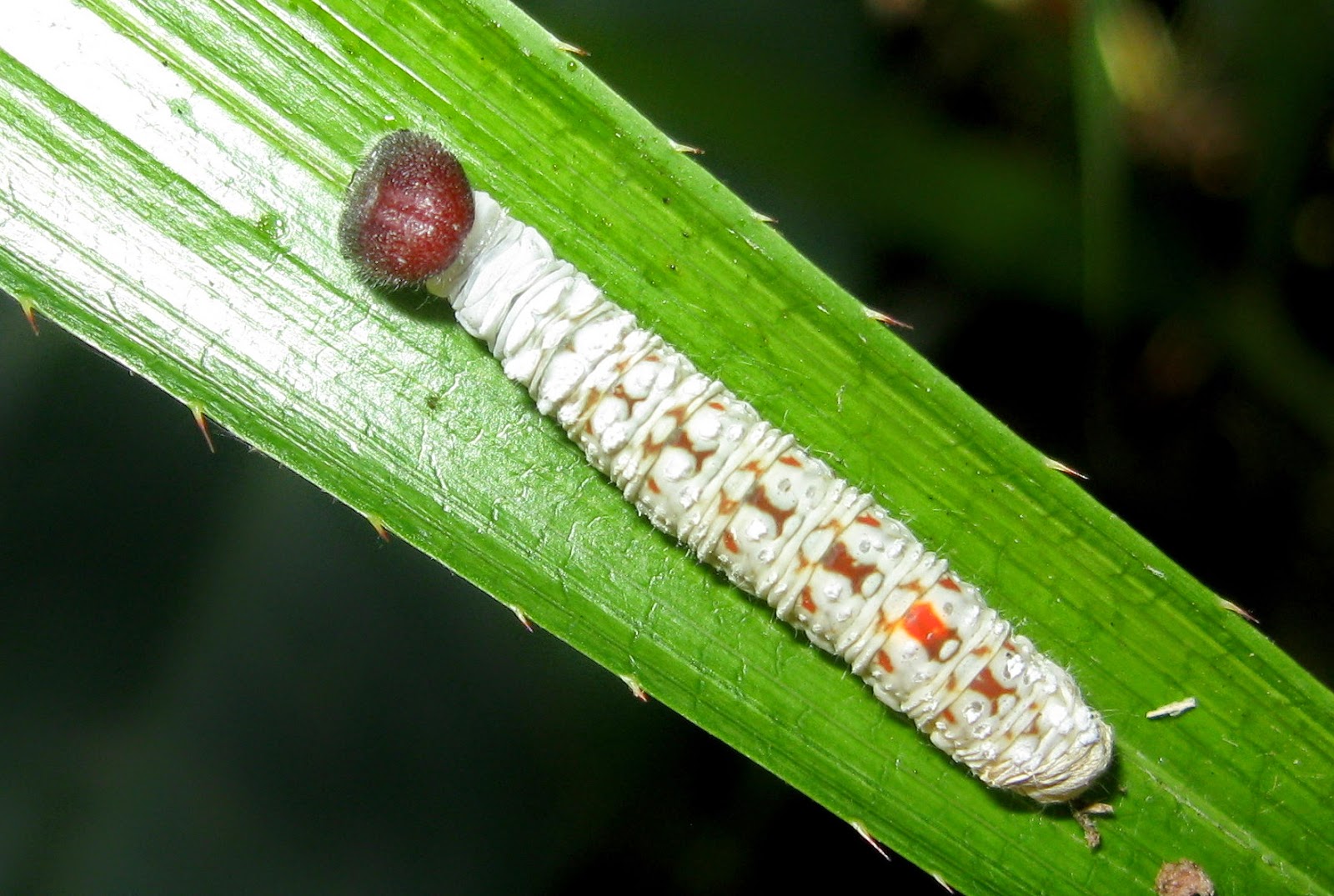 Nature Of Srilanka: Giant Red eye (Gangara thyrsis clothild) - මාර තැසියා