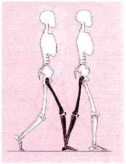 Análisis de rodilla en la marcha.: Fases de la marcha