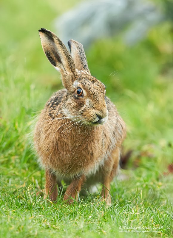 Wildlife Photographic Journals: A Tale of Two Hares