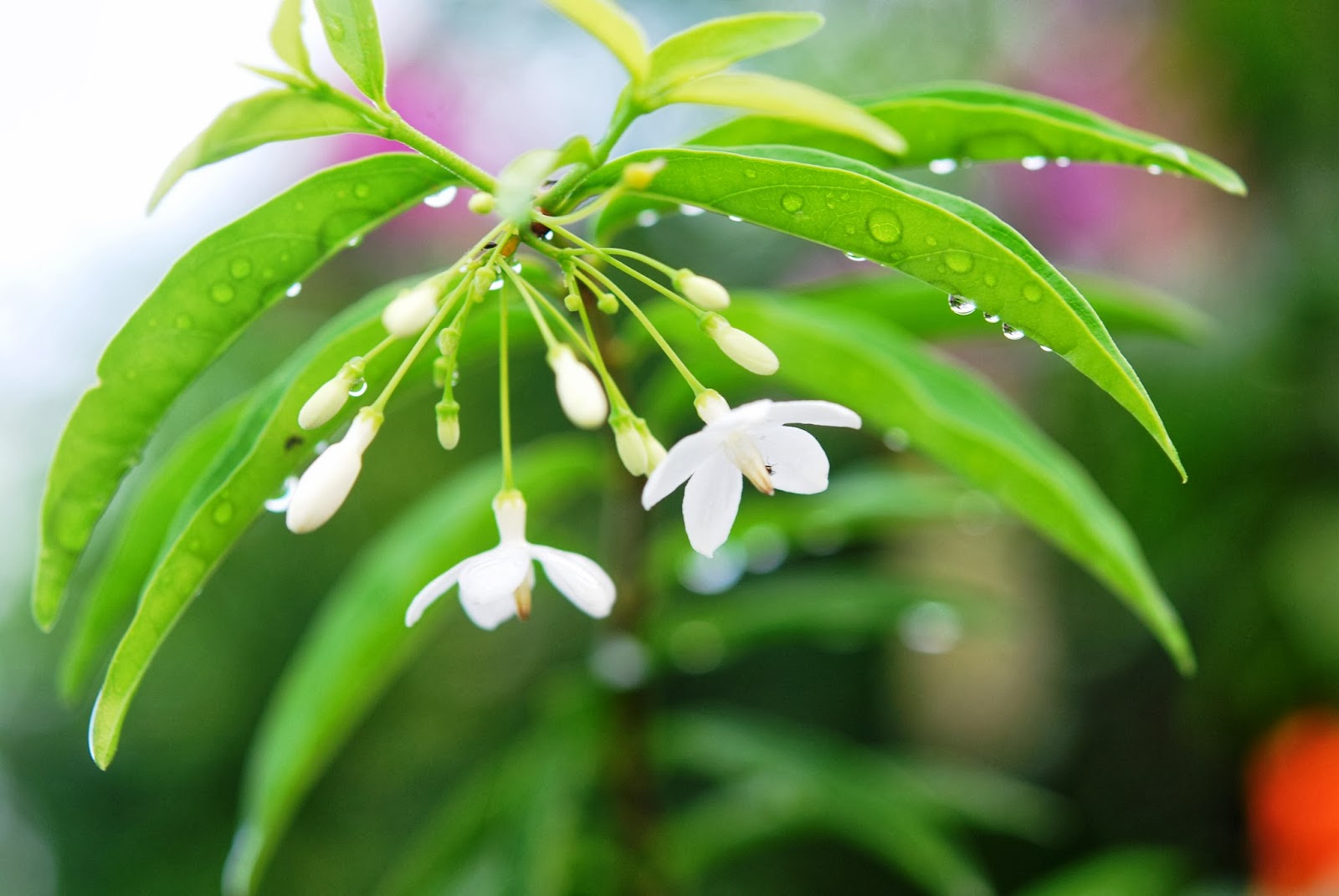 In passing - Malaysian: Melati...Refreshing...