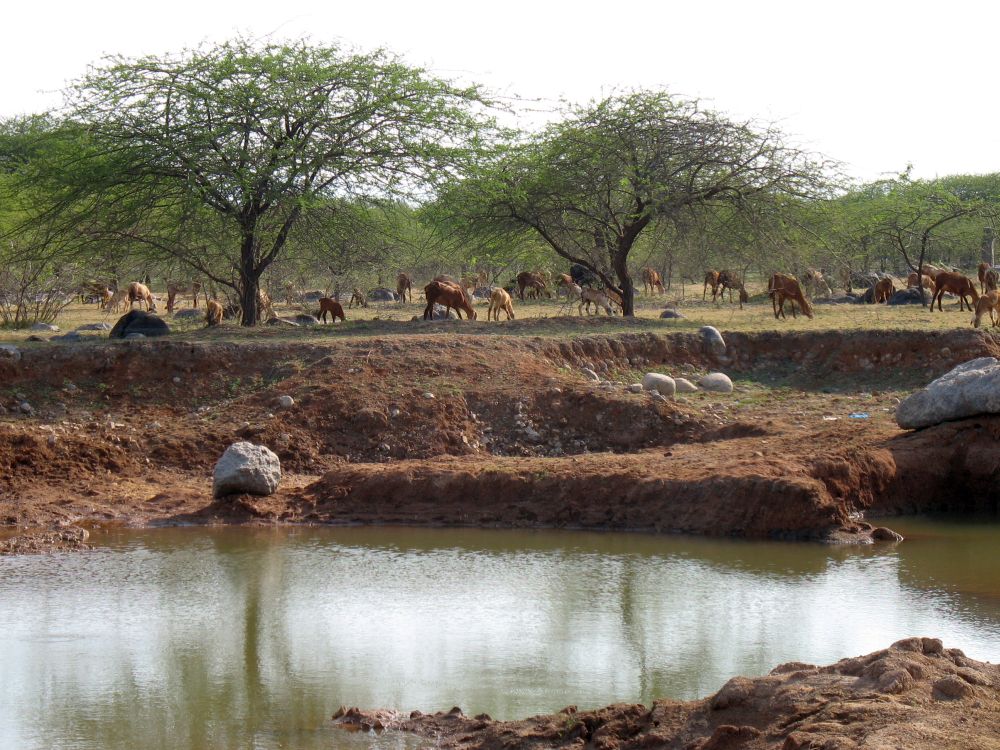 Kali Age - ARUNACHALA GRACE