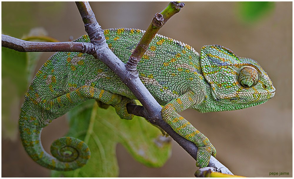 Manual del científico: ¿Qué opinas de este camaleón?