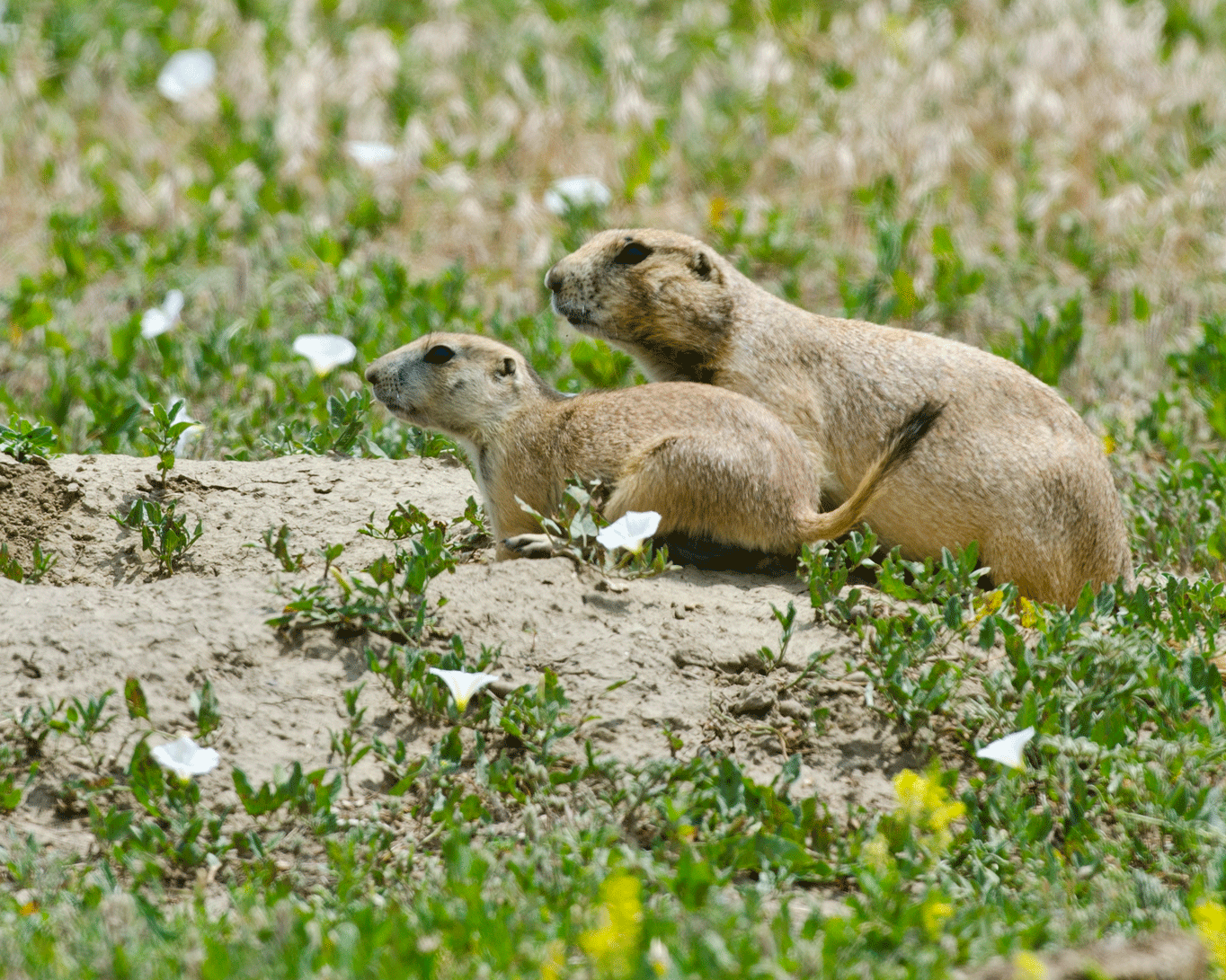 Journeys With Judy: Badlands National Park South Dakota