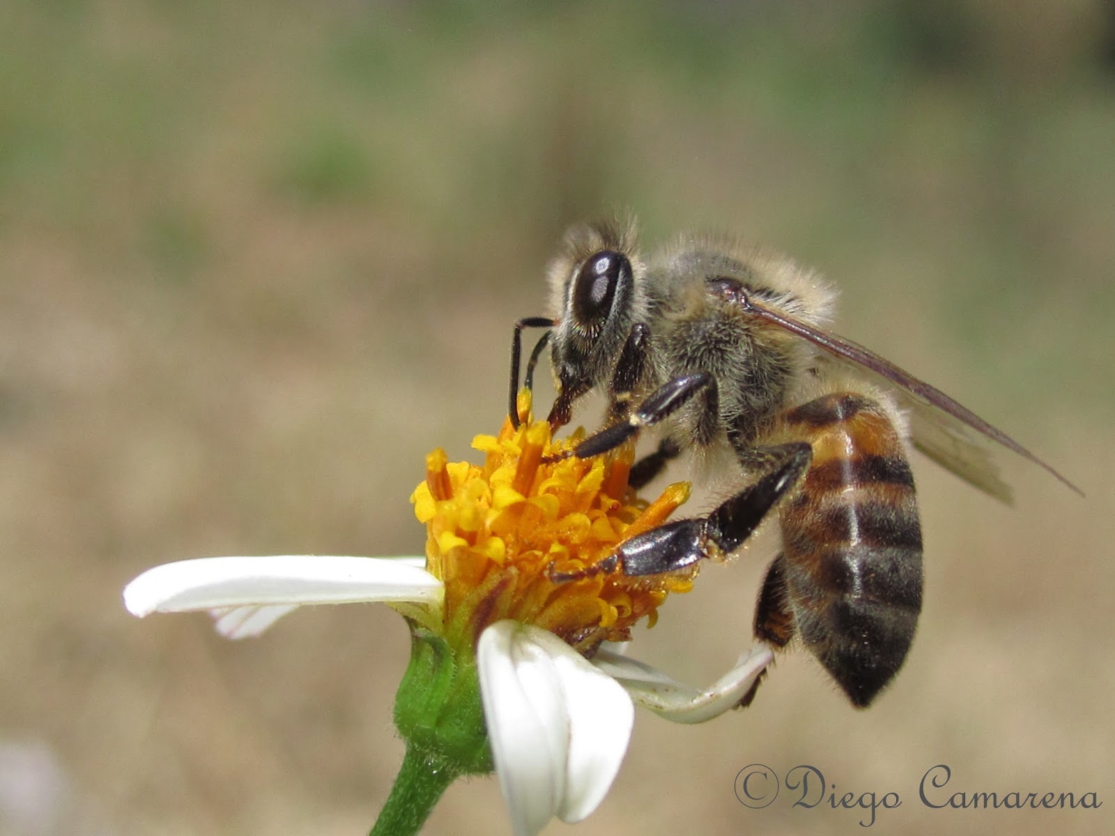 Fotografías de naturaleza: Fotografiando abejas