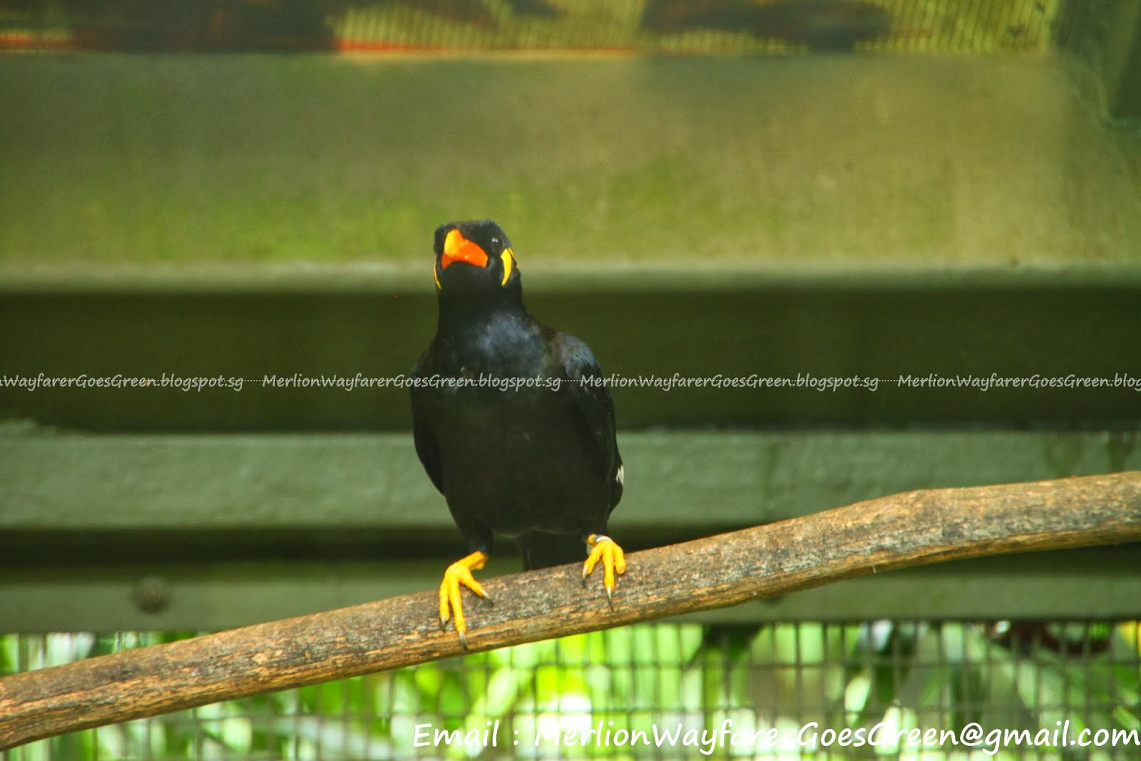 Jurong Bird Park - Southeast Asian Birds Aviary ~ Merlion Wayfarer Goes ...