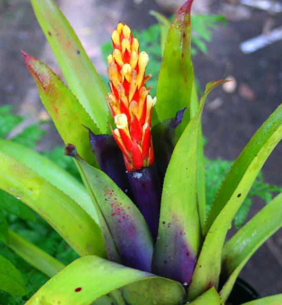 Bromeliads "My Collection": Aechmea, Billbergia,Guzmania, Honey Bird ...