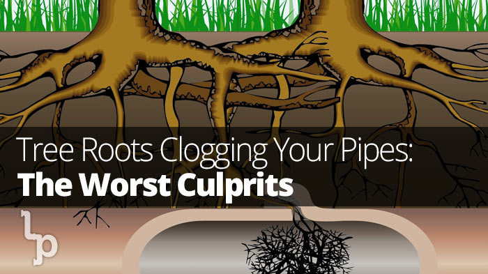 7 Trees That Cause the Most Plumbing Damage - Are Any in Your Yard?