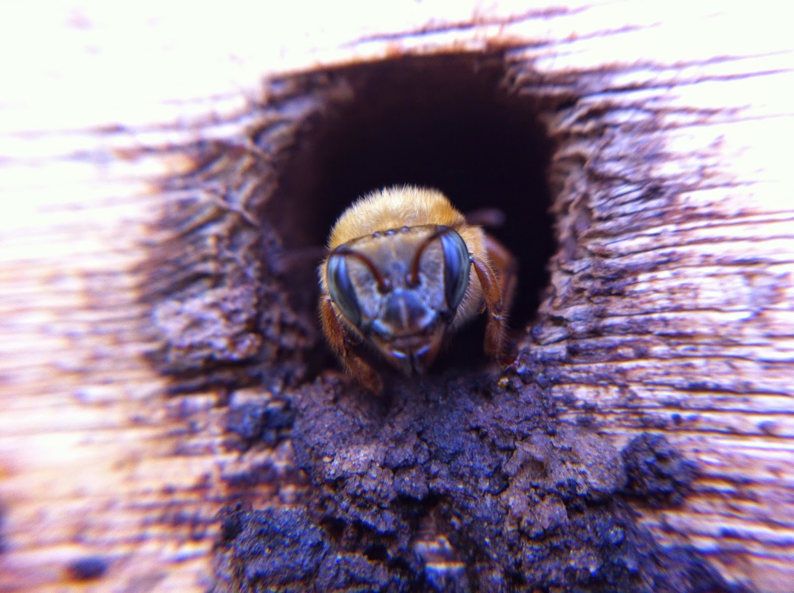 Meliponario Pivoto: Algumas fotos das ASF ( Abelhas Sem Ferrão )